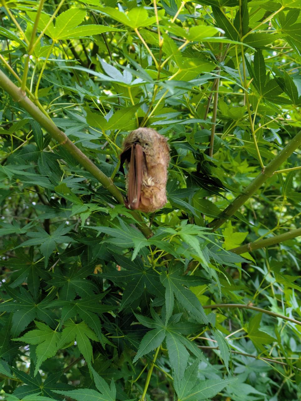 A little red bat makes a post-storm appearance in Great Neck ...
