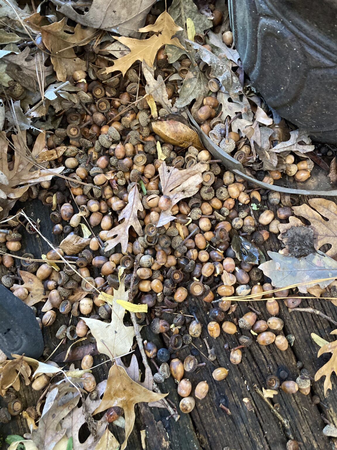 Oaks have been going overboard, dropping their acorns across the land ...