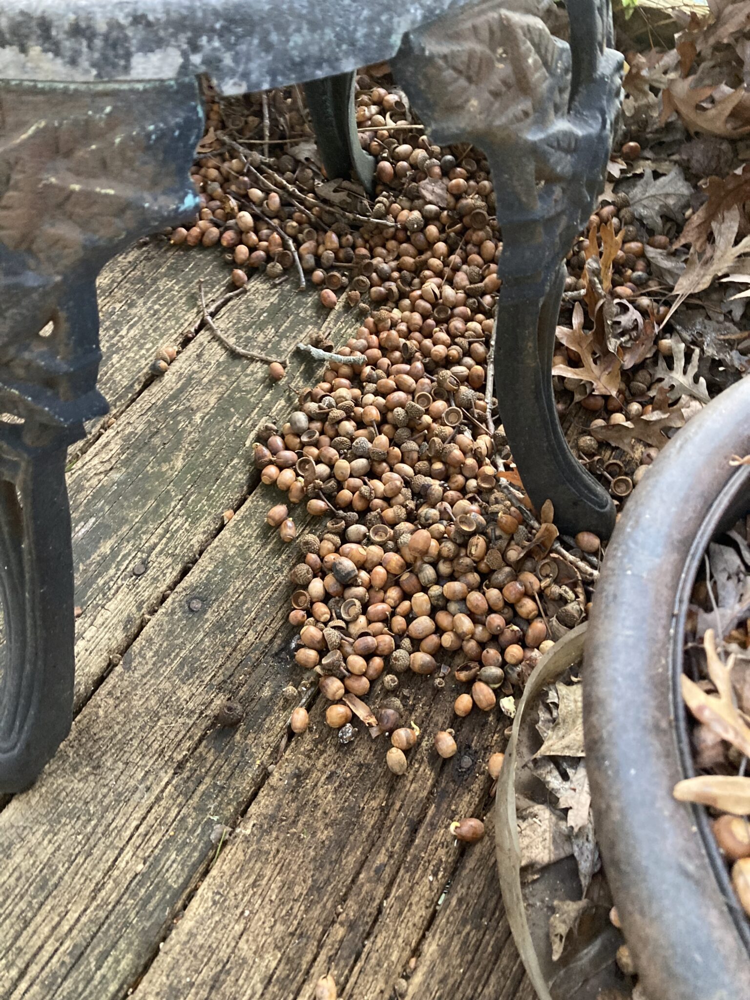 Oaks have been going overboard, dropping their acorns across the land ...