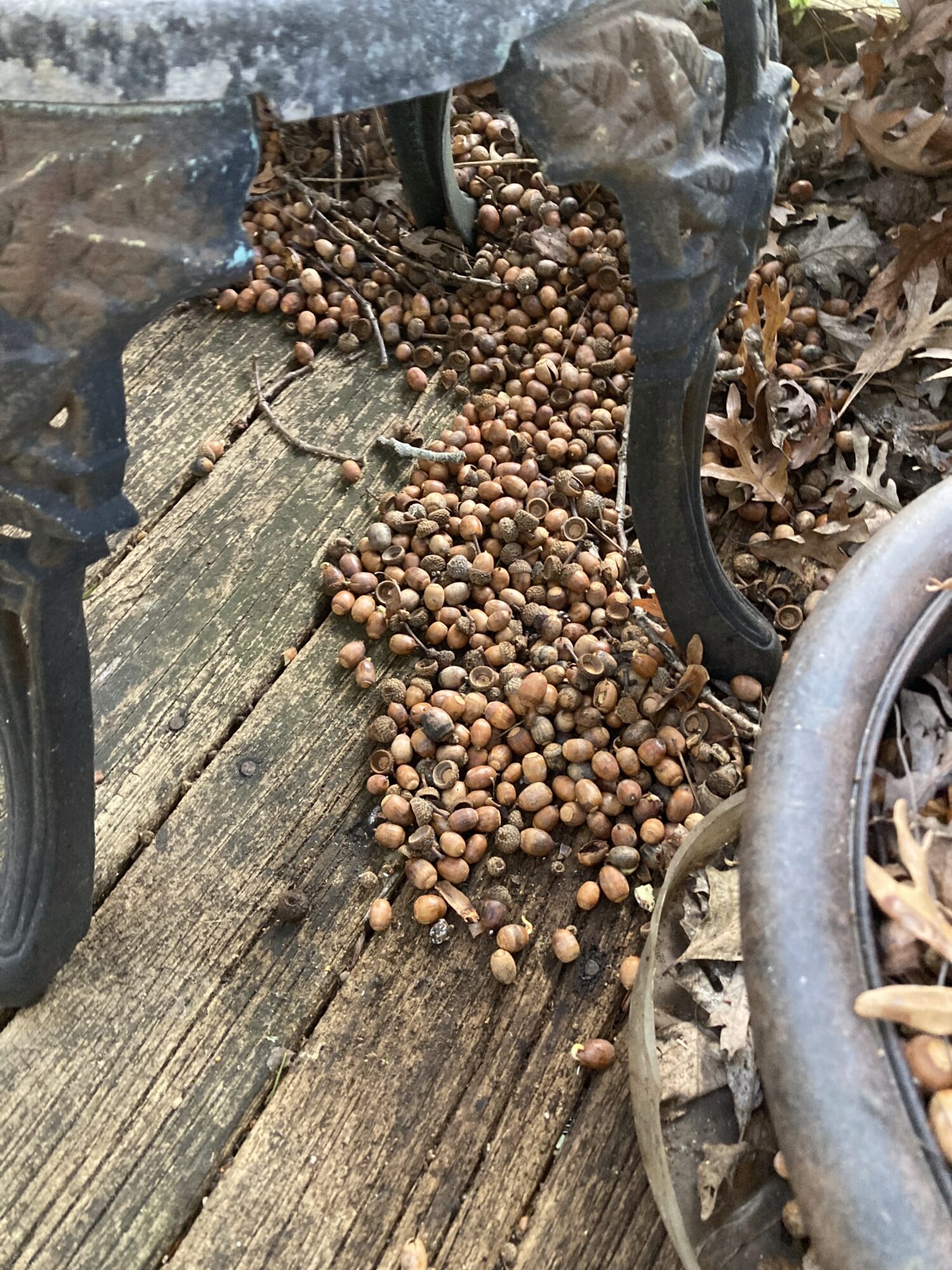 Oaks have been going overboard, dropping their acorns across the land ...