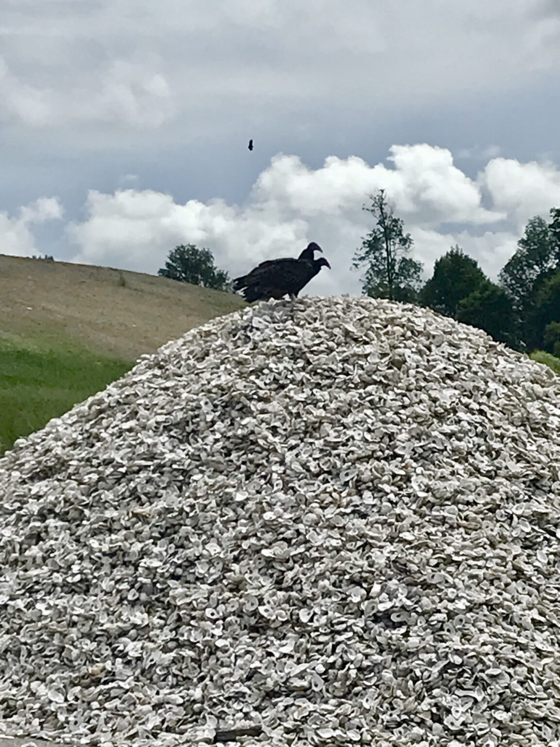 From the large to the small: buzzards, vultures and hummingbirds ...