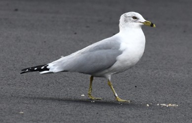 Surprise! A banded ring-billed gull found dining in a parking is a real ...