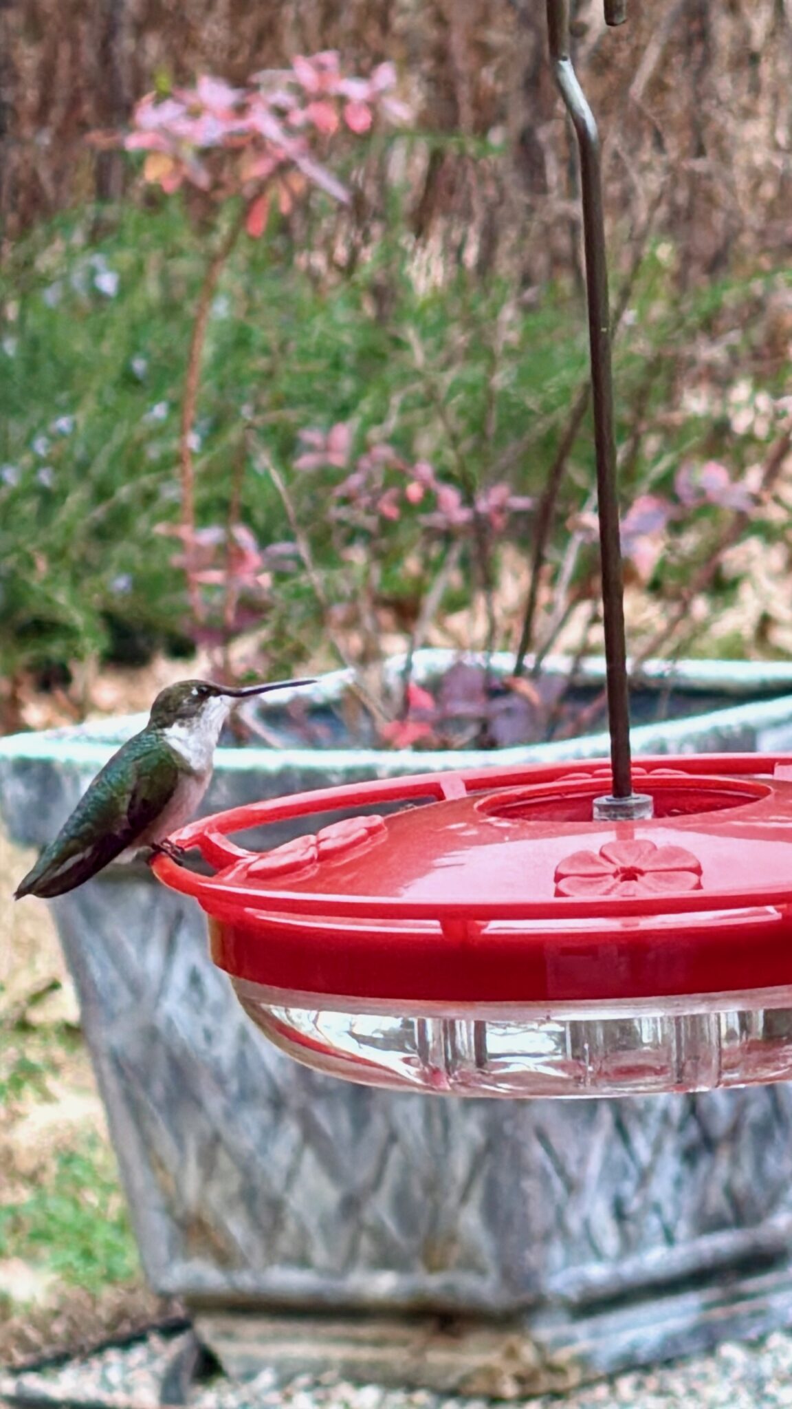 Looks like Virginia Beach is destined to be a regular wintering spot ...