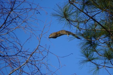 More on banded gulls, some squirrely goings-on, and a coyote too ...